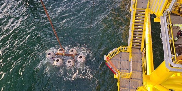 TenneT Installs Artificial Reefs to Foster Marine Life near Offshore ...